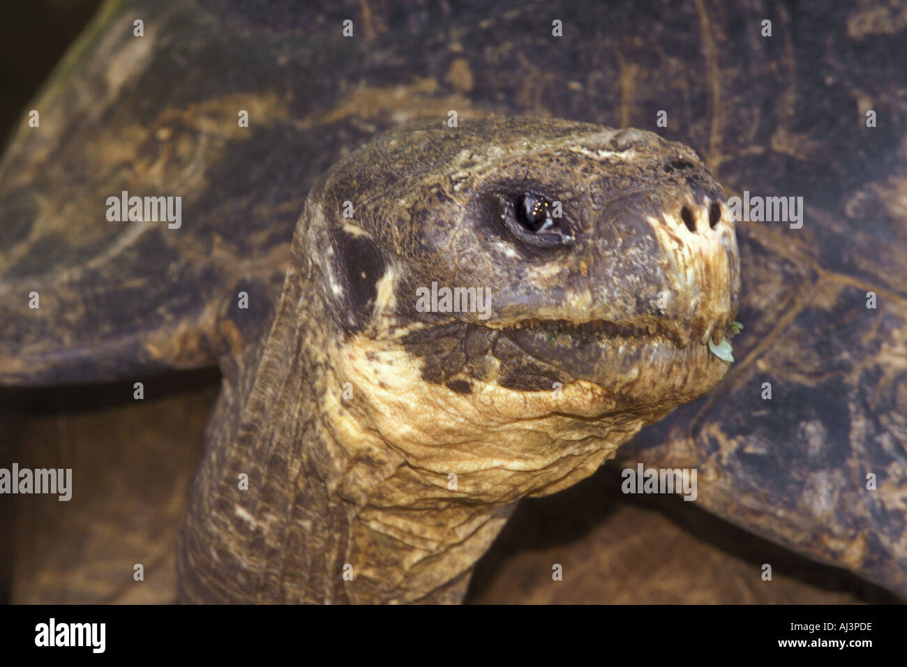Toothless reptiles hi-res stock photography and images - Alamy