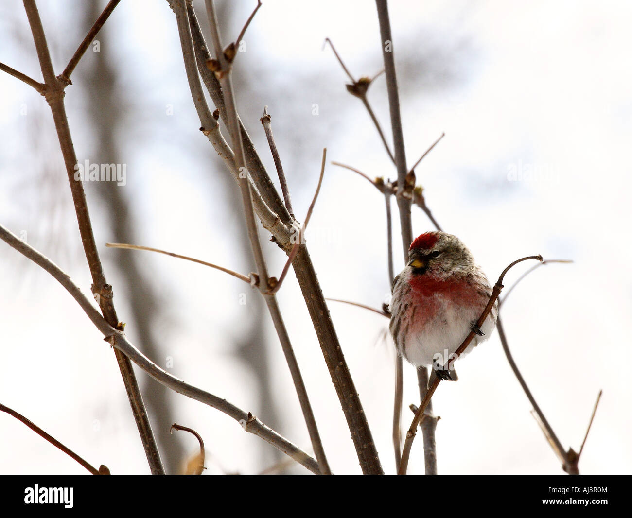 Bird in winter tree Stock Photo - Alamy