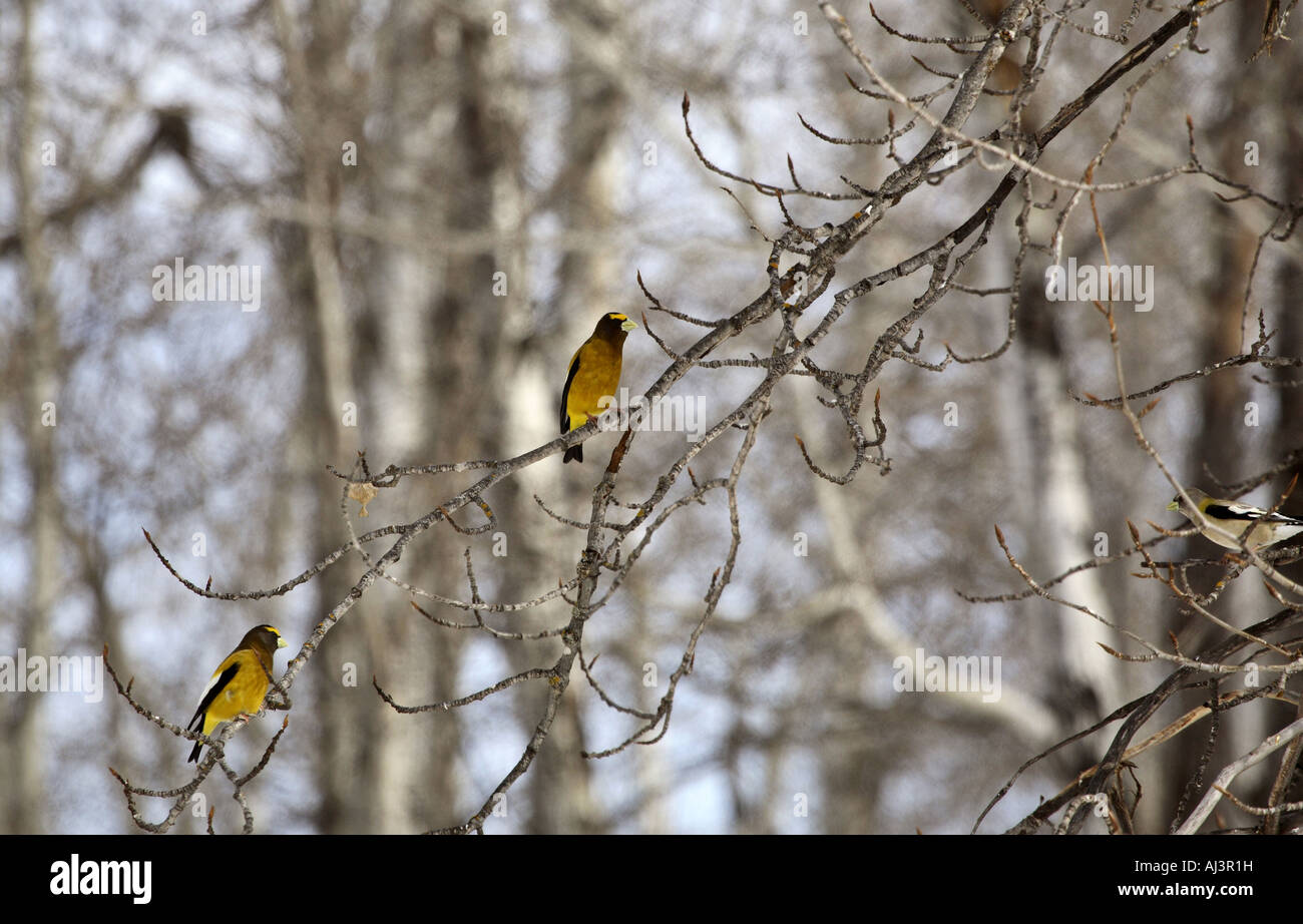 Bird in winter tree Stock Photo - Alamy