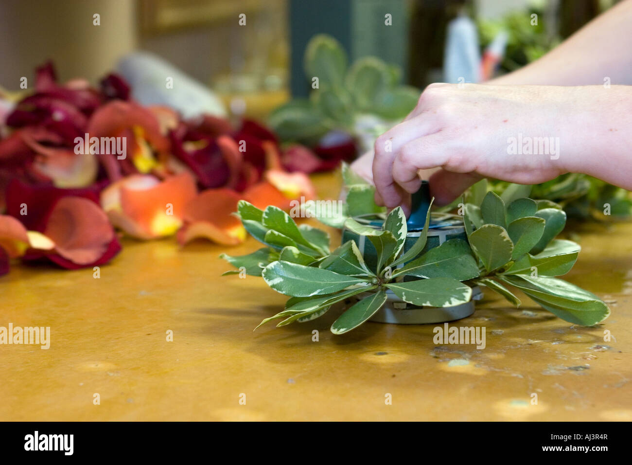 Florist creates rose centerpiece in workroom Stock Photo - Alamy