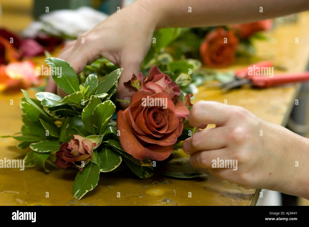 Florist creates rose centerpiece in workroom Stock Photo - Alamy