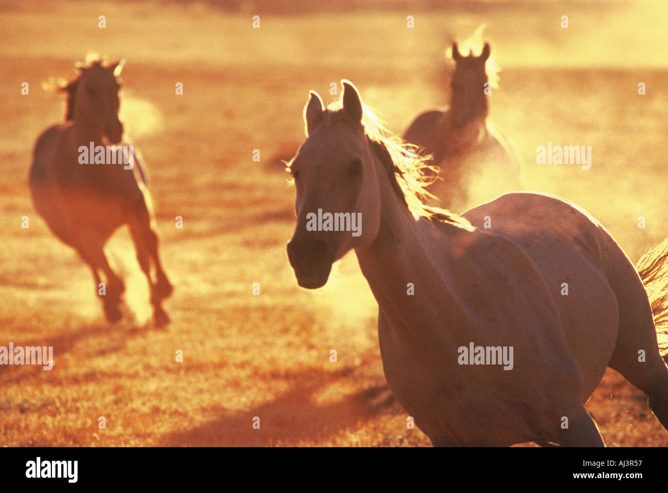 Three legged horse hi-res stock photography and images - Alamy