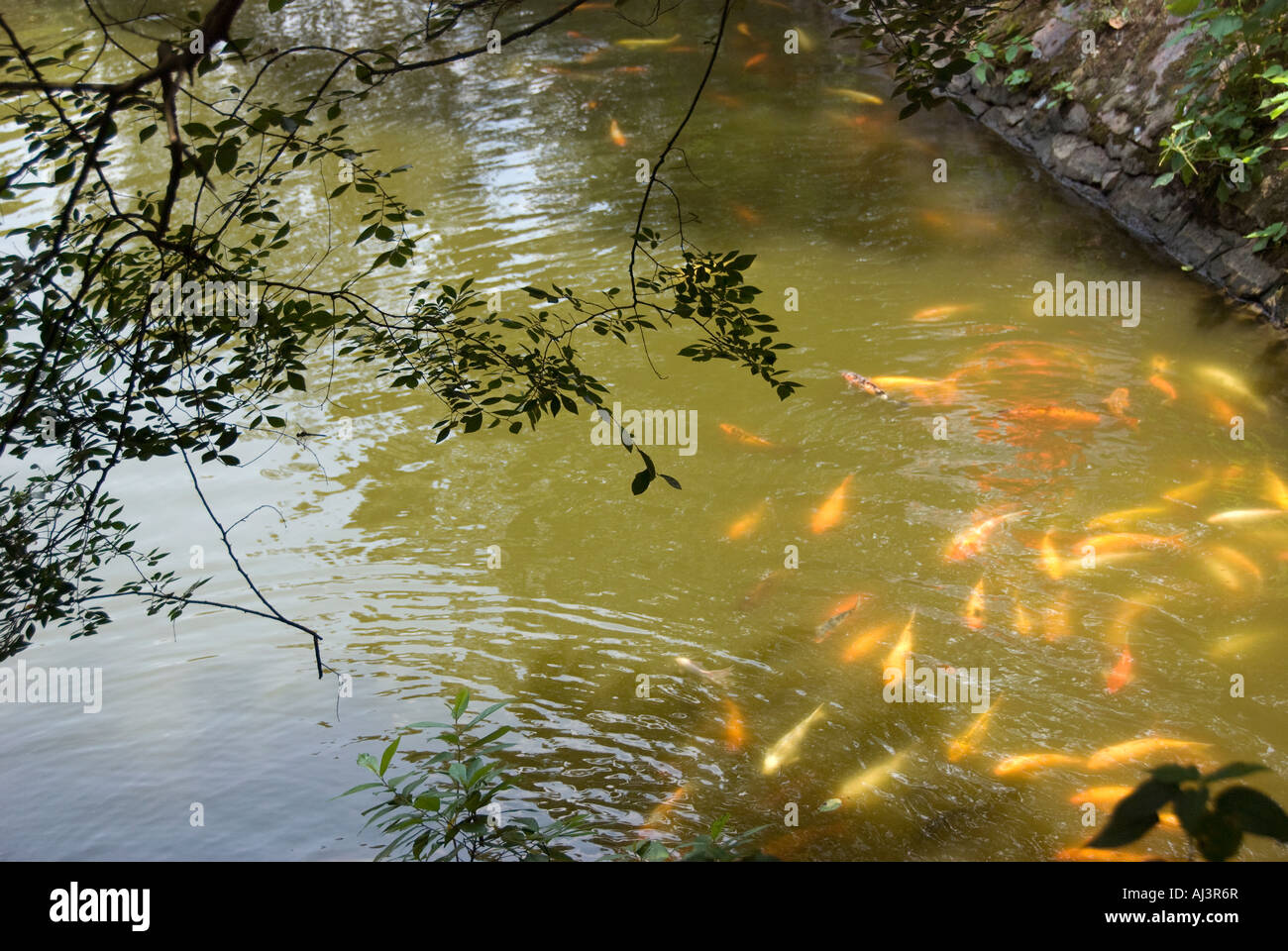 Koi fish in a koi pond in Hunan, China Stock Photo - Alamy