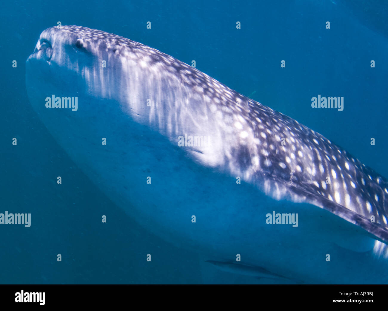 Whale Shark Africa High Resolution Stock Photography and Images - Alamy