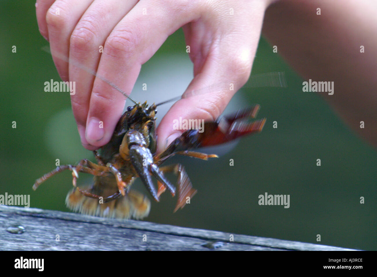 Crawdaddy hi-res stock photography and images - Alamy
