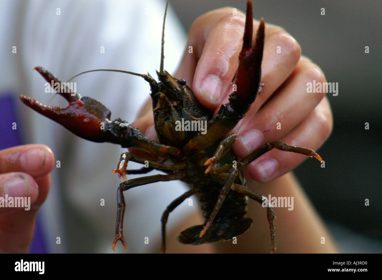 Crawdaddy hi-res stock photography and images - Alamy