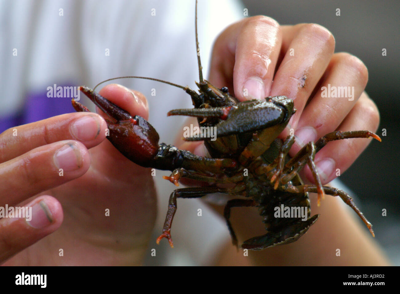 Crayfish in Hand Stock Photo - Alamy