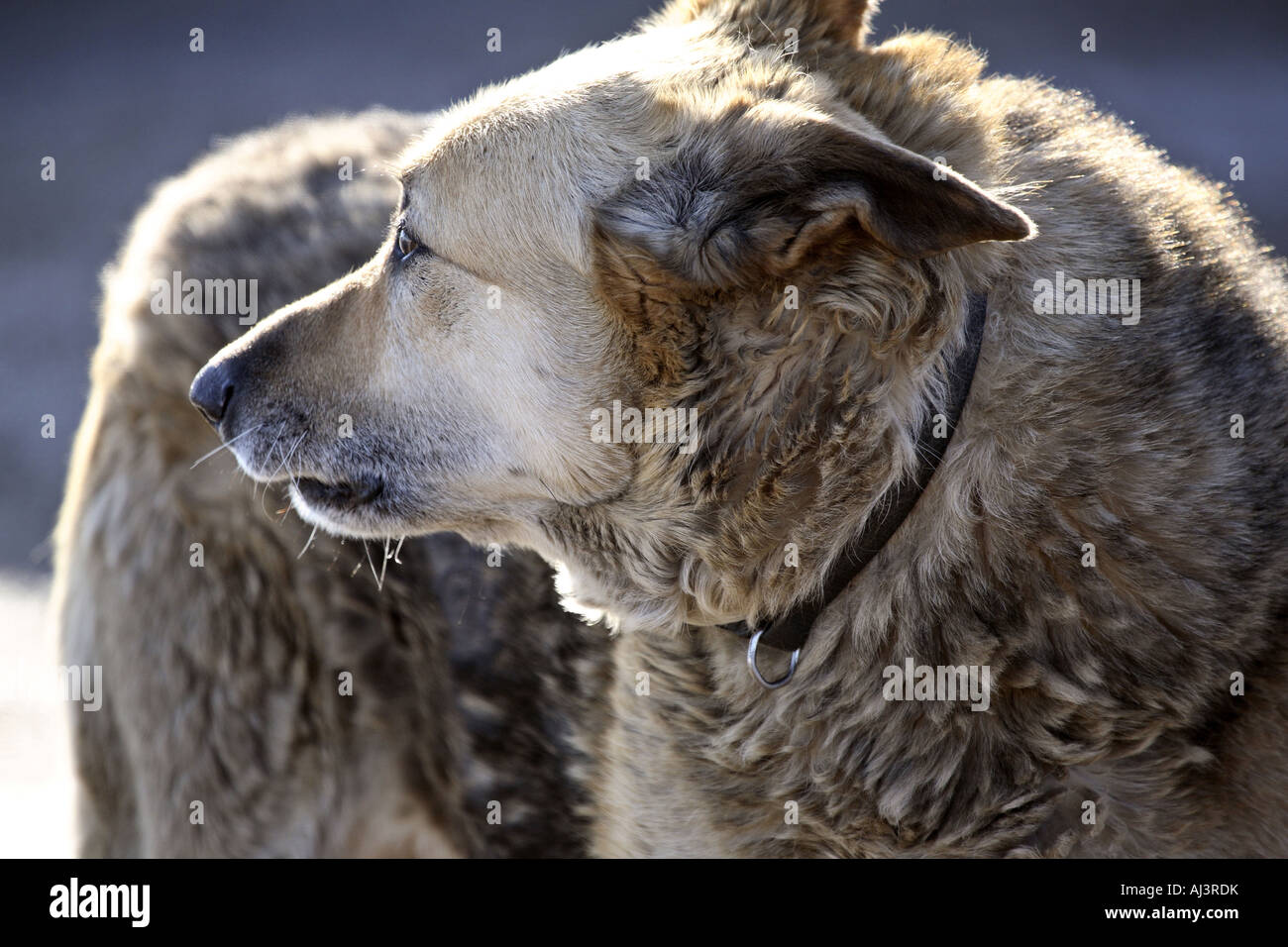 Old dog looking behind Stock Photo - Alamy
