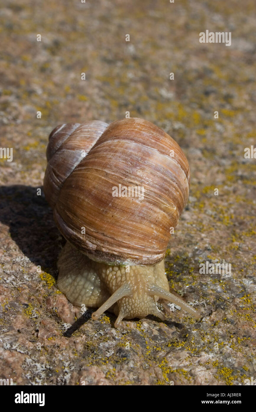 Mollusca hi-res stock photography and images - Alamy