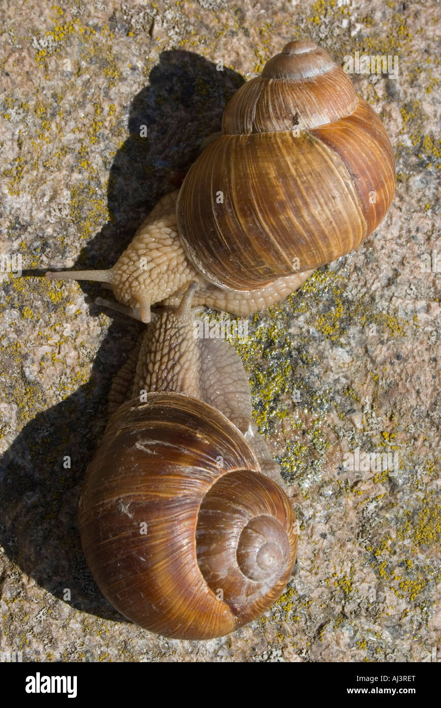 Russian helix hi-res stock photography and images - Alamy