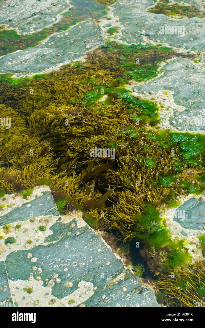 Rockpool with seaweeds, Devon, England Stock Photo - Alamy