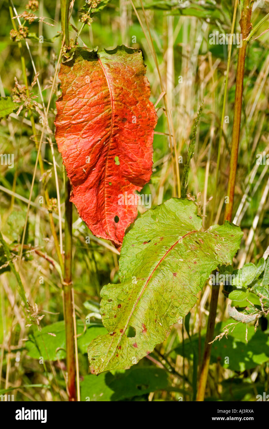 Dock rumex sp hi-res stock photography and images - Alamy