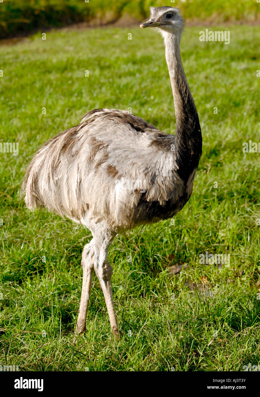 A Rhea Ostriches are seen feeding in the Ayrshire farm where they are ...