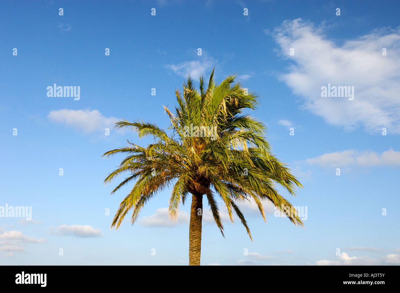 Palm Tree in Mallorca Stock Photo - Alamy