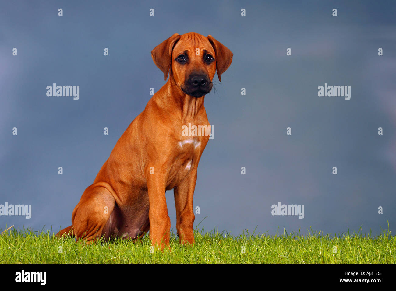 Norwegian Ridgeback Dog