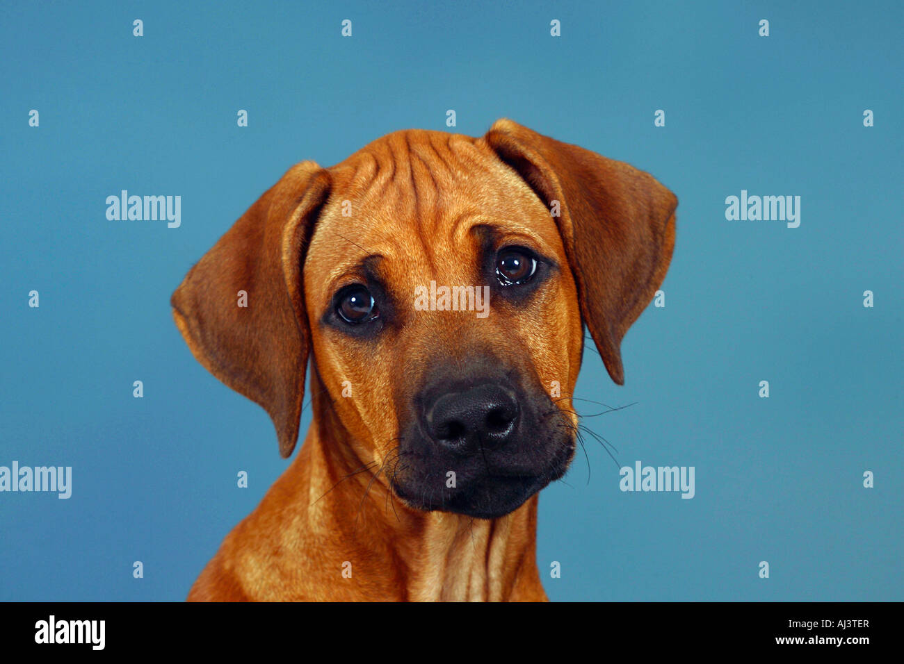 Rhodesian Ridgeback puppy 3 month Stock Photo - Alamy
