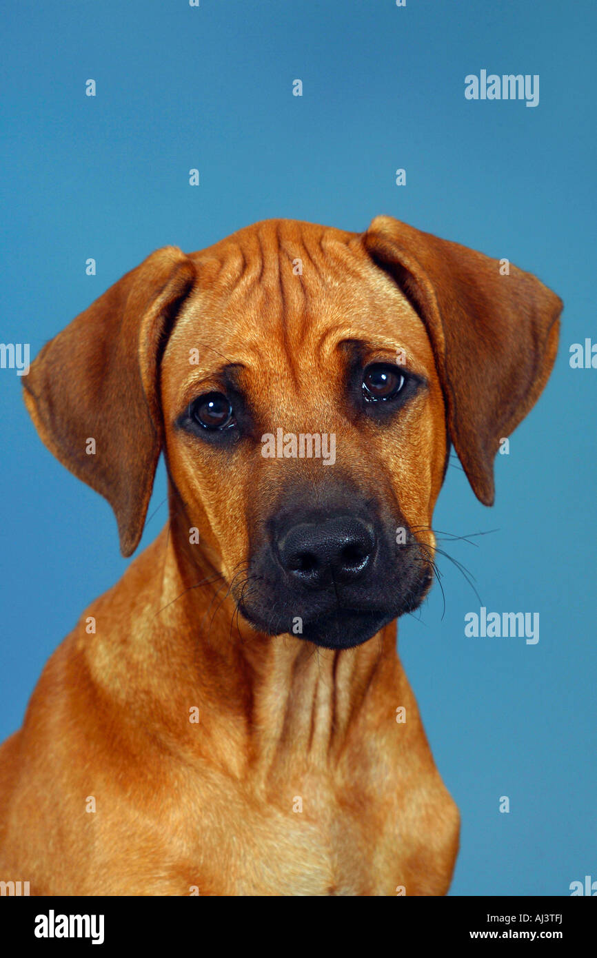 Rhodesian Ridgeback puppy 3 month Stock Photo - Alamy