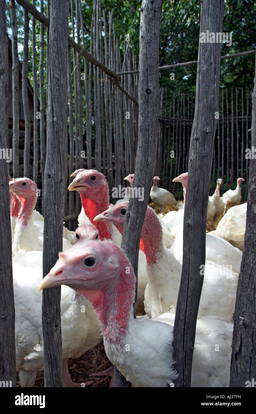 Turkeys looking through the bars of a cage Stock Photo - Alamy
