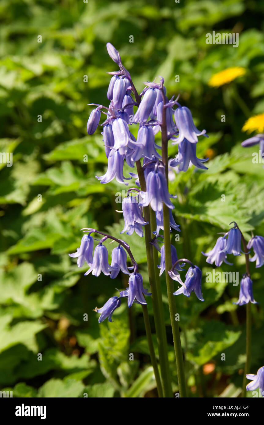 Blue flowers in woodland setting hi-res stock photography and images ...