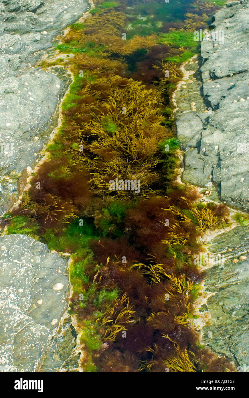 Rockpool with seaweeds, Devon, England Stock Photo - Alamy