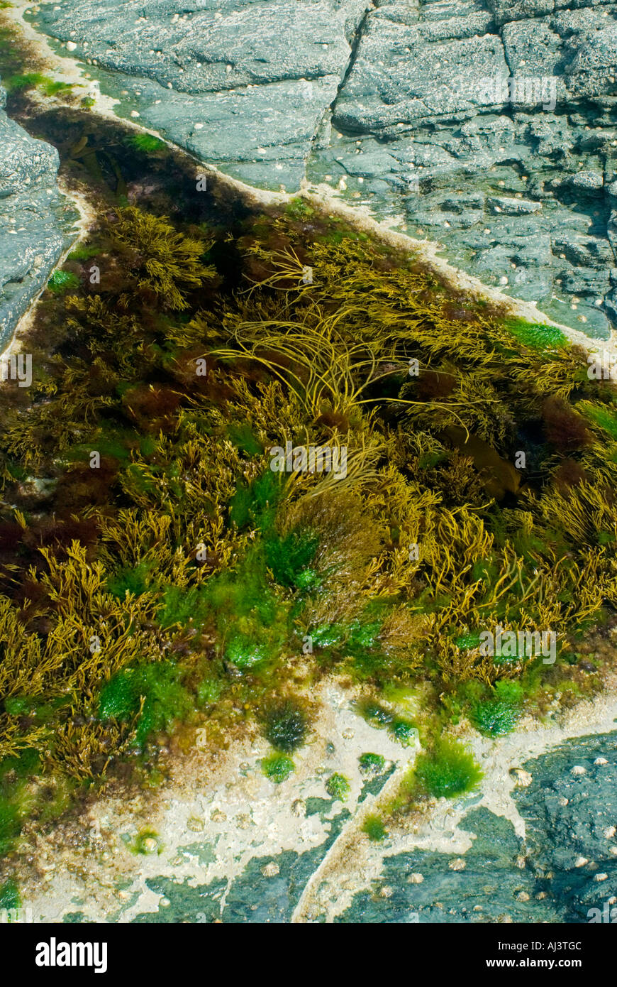 Rockpool with seaweeds, Devon, England Stock Photo - Alamy