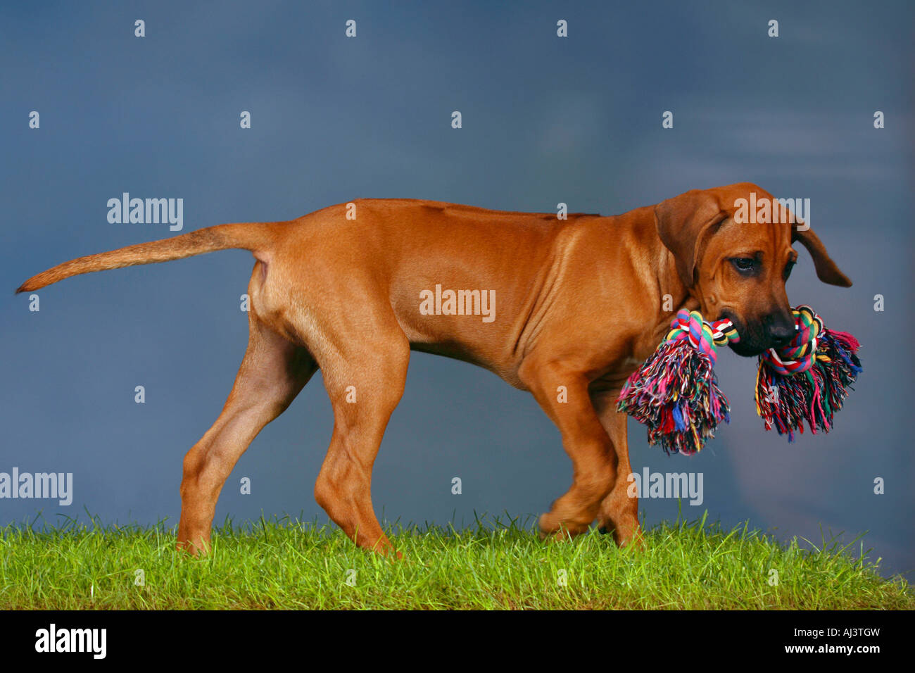 Rhodesian Ridgeback with toy rope puppy 3 month side Stock Photo - Alamy