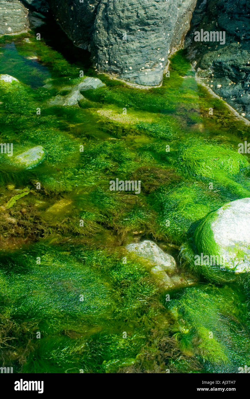 Rockpool with seaweeds, Devon, England Stock Photo - Alamy