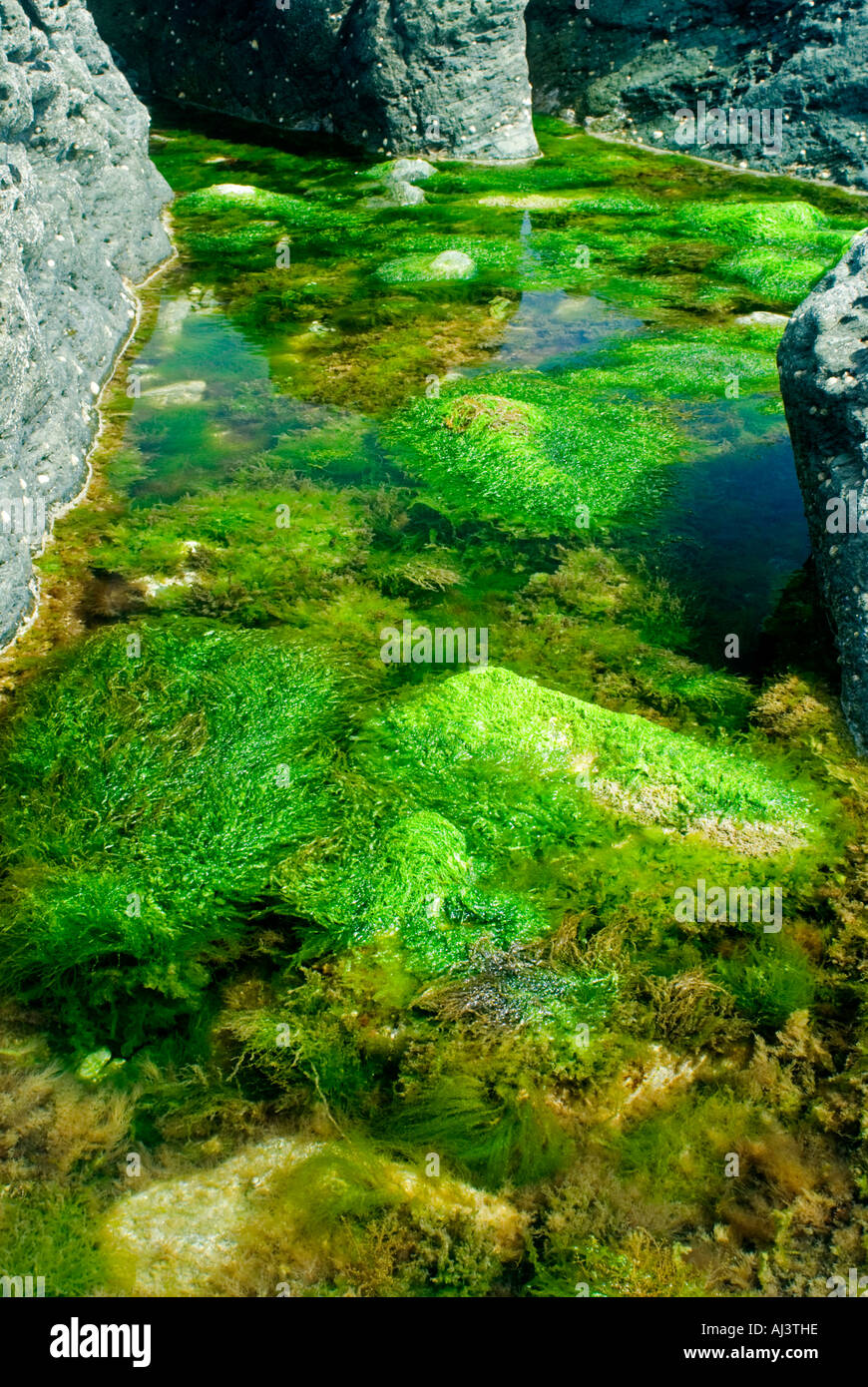 Rockpool with seaweeds, Devon, England Stock Photo - Alamy