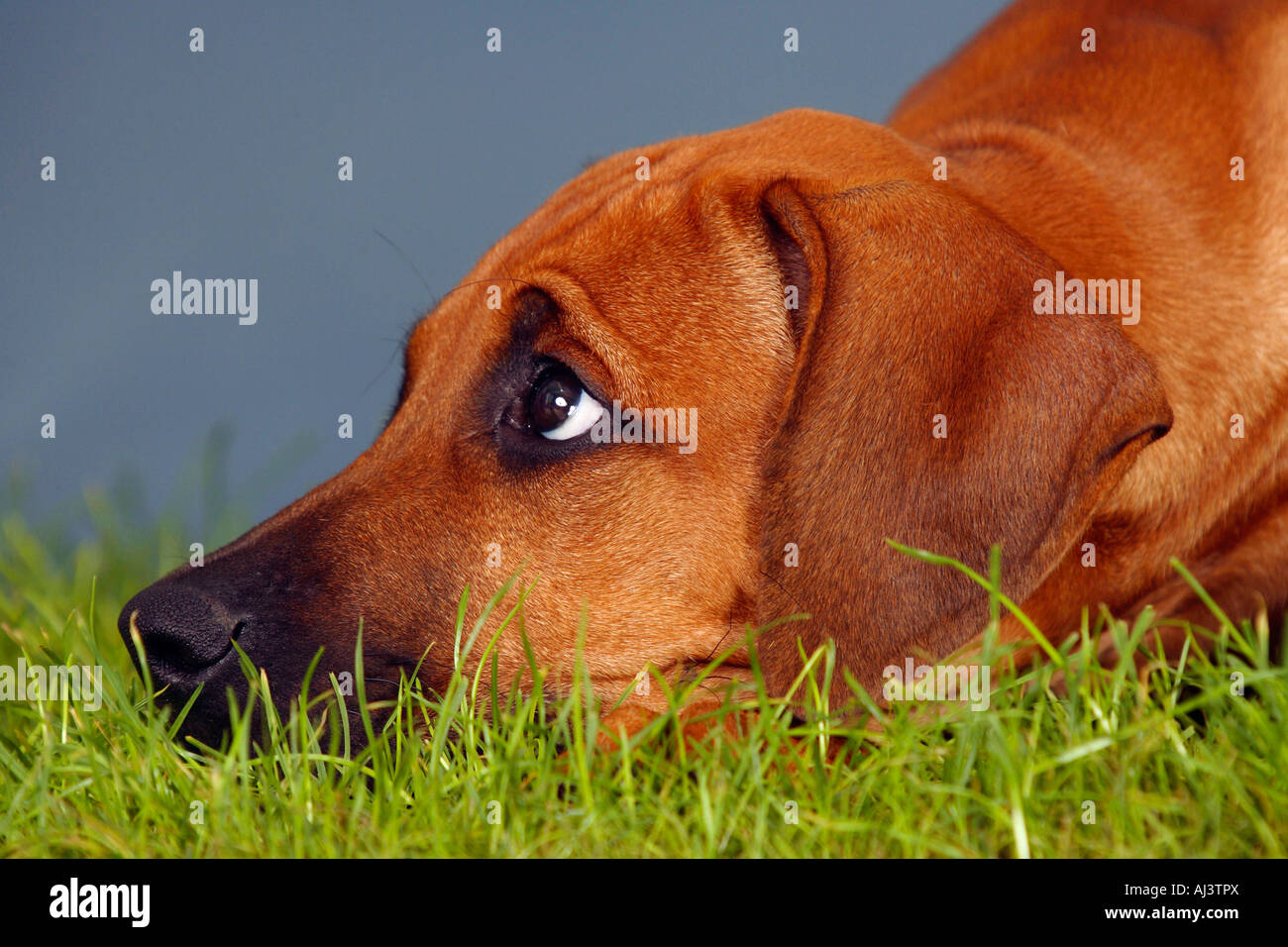 Rhodesian Ridgeback puppy 3 month Stock Photo - Alamy