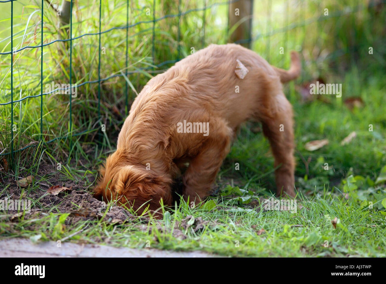 Cavalier King Charles Spaniel puppy ruby 10 weeks digging Stock Photo ...