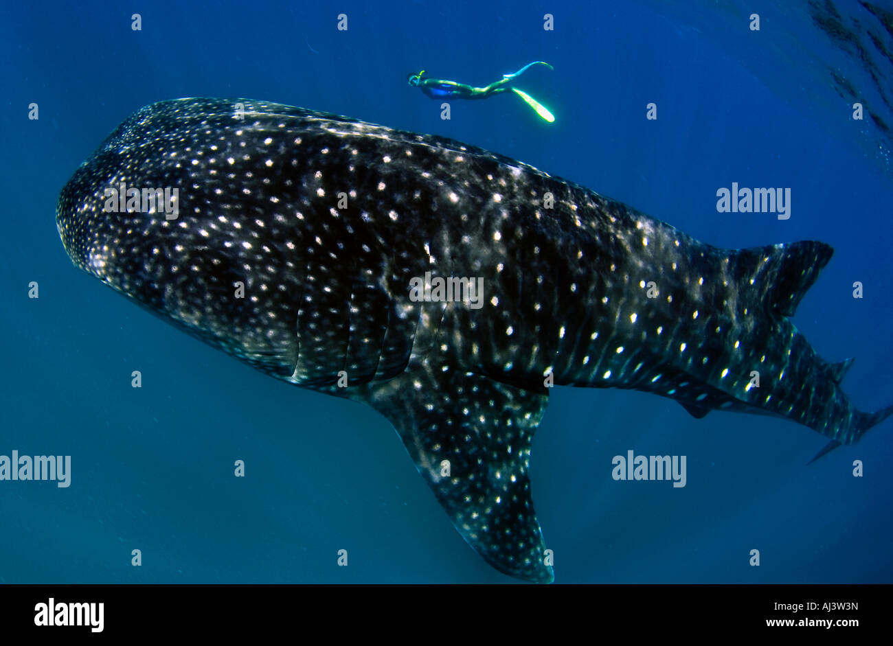 Whale shark, Mozambique Stock Photo - Alamy