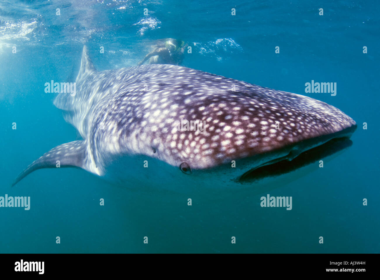 Whale Shark Africa High Resolution Stock Photography and Images - Alamy
