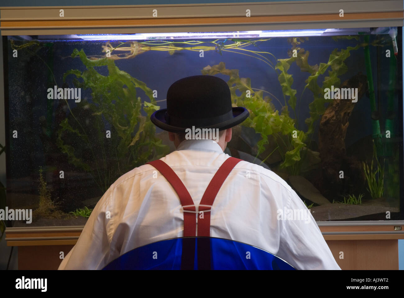 Man in bowler hat looking at fish tank,red braces ,surreal Stock Photo ...