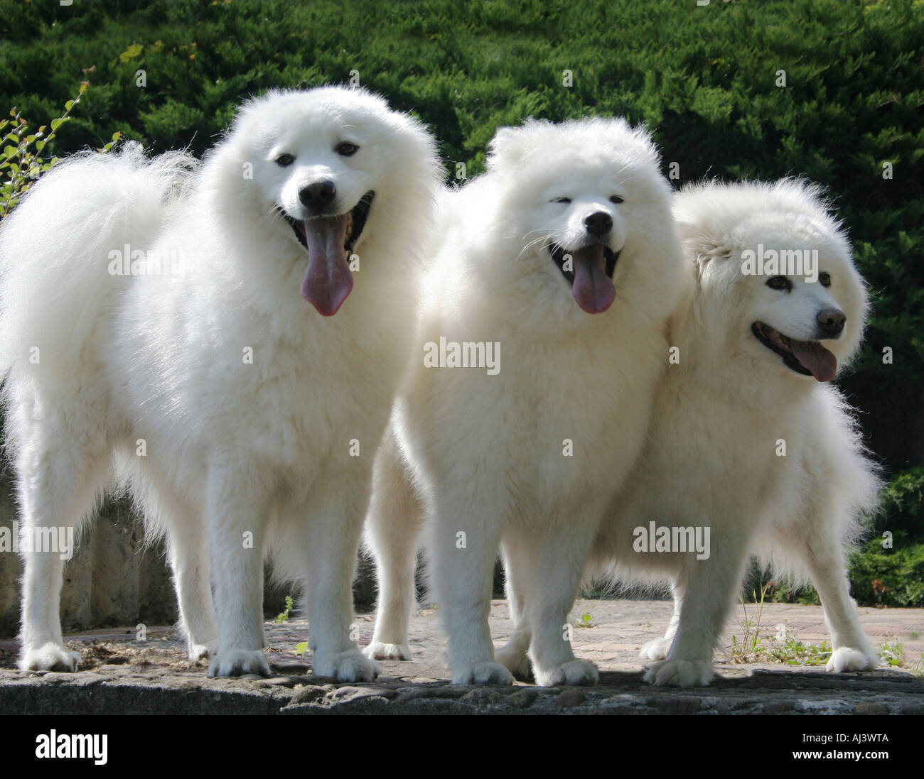 Three Samoyed dogs Stock Photo - Alamy