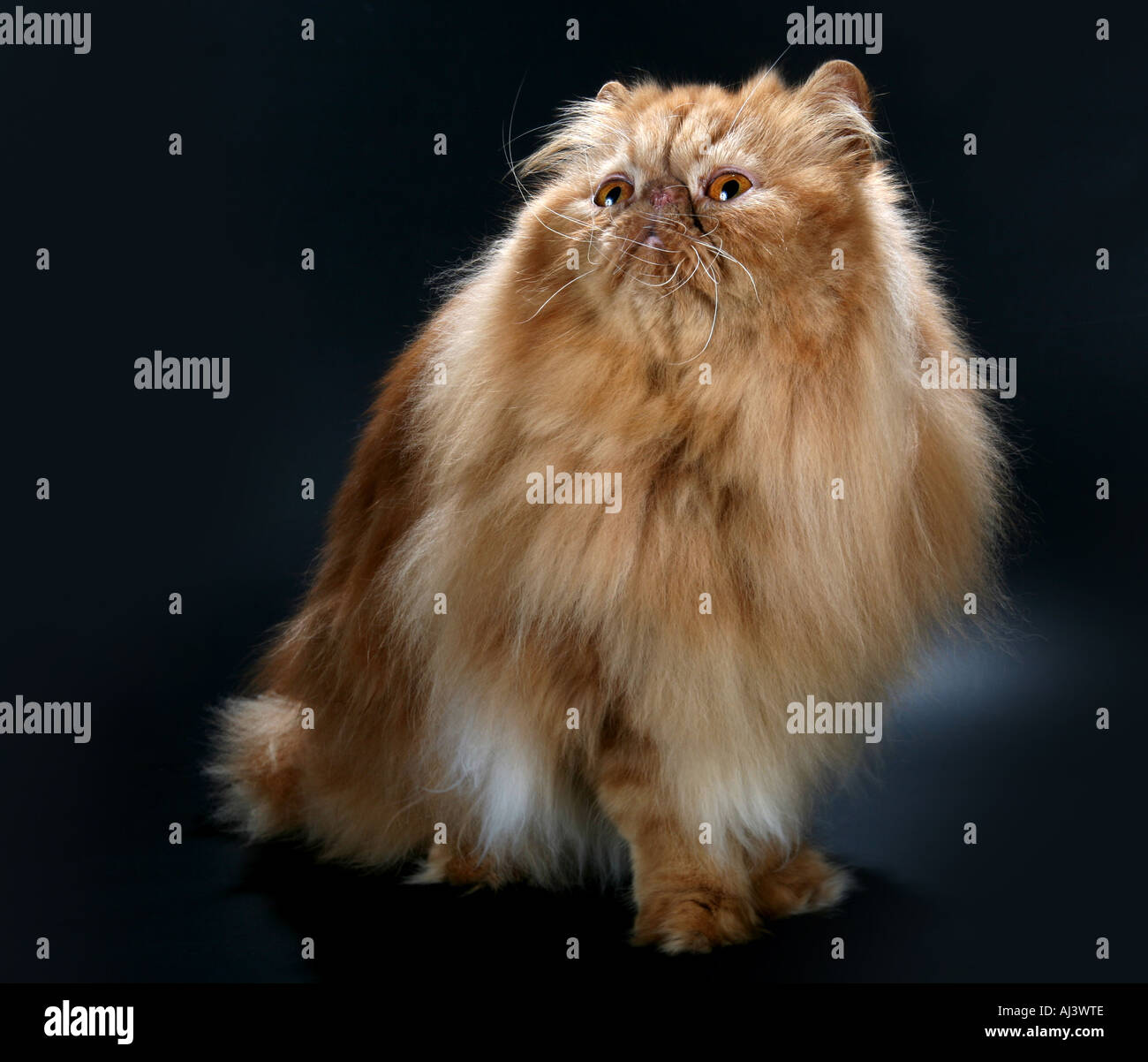 Single furry cat on black back drop Stock Photo - Alamy