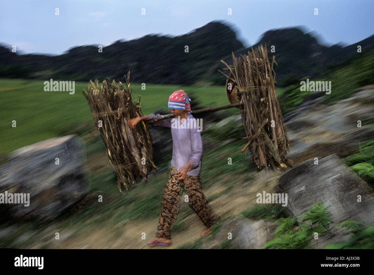 Woman collecting fuelwood Van Long Nature Reserve Vietnam Villagers ...