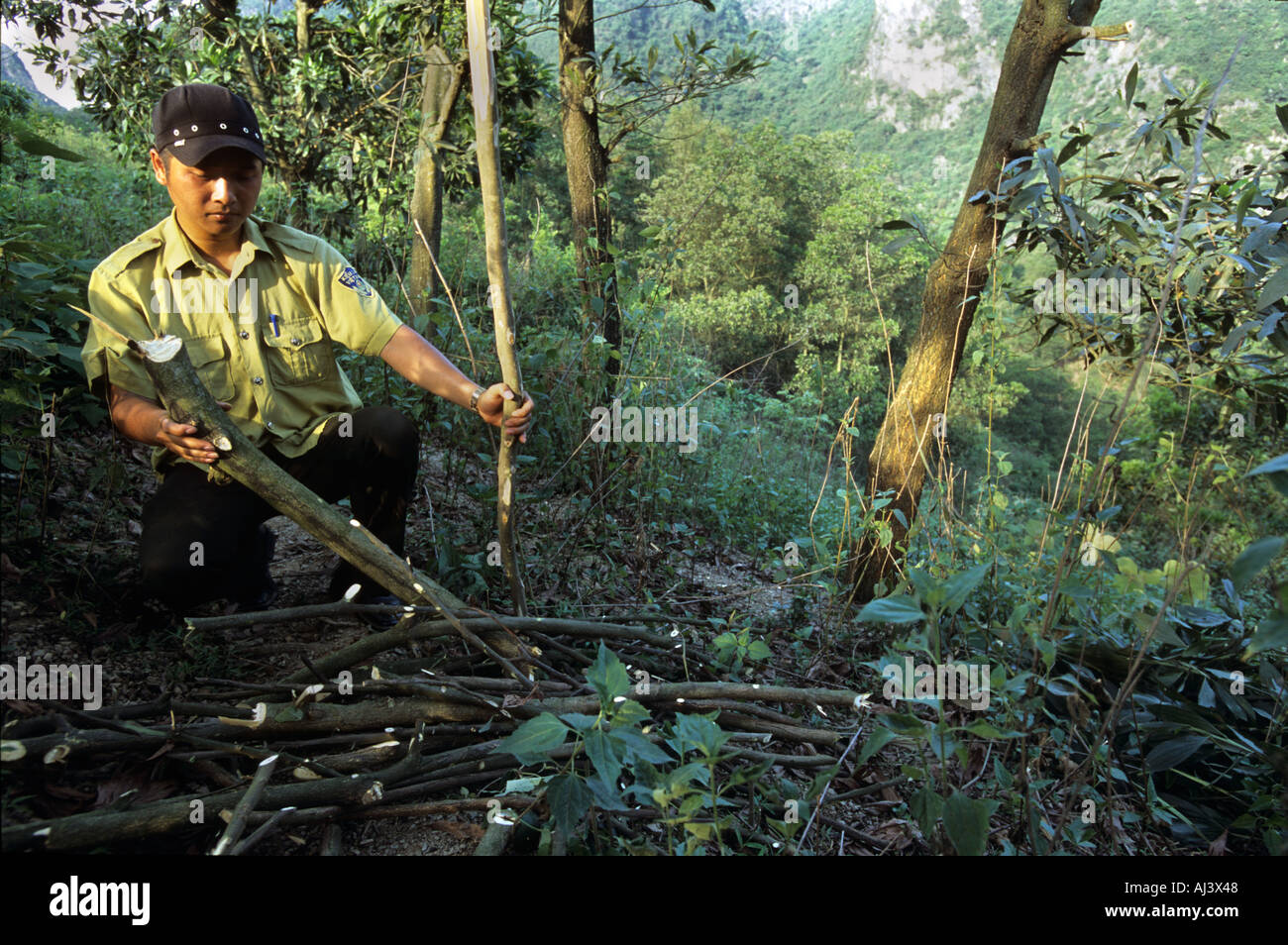 Forest Protection Department Ranger with wood cut for domestic firewood ...