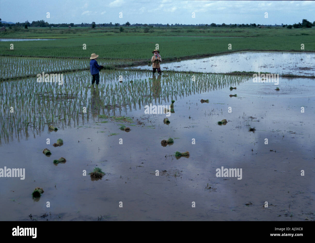 paddy field harvesting in thailand Stock Photo - Alamy