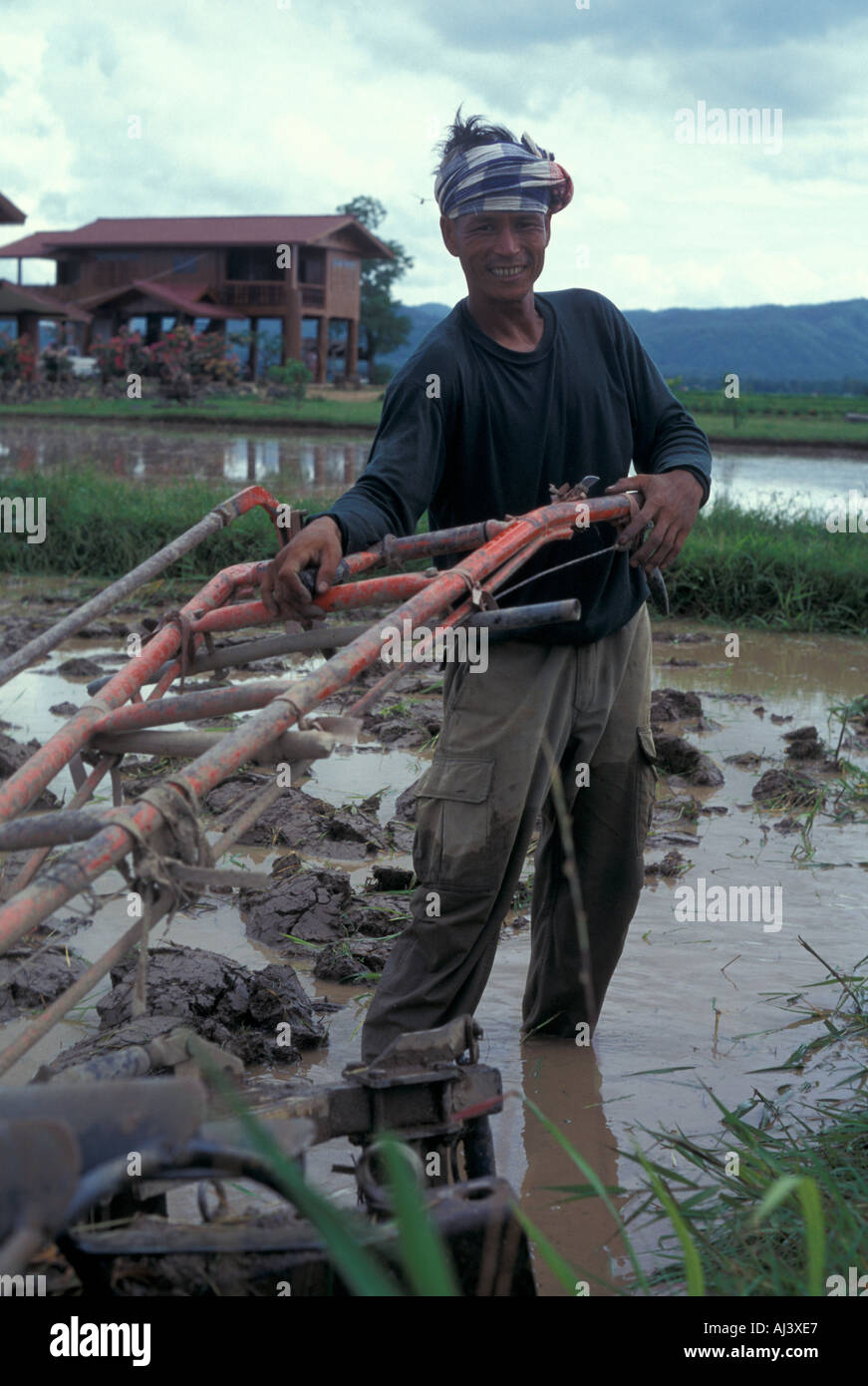 thai farmer in thailand harvesting Stock Photo - Alamy