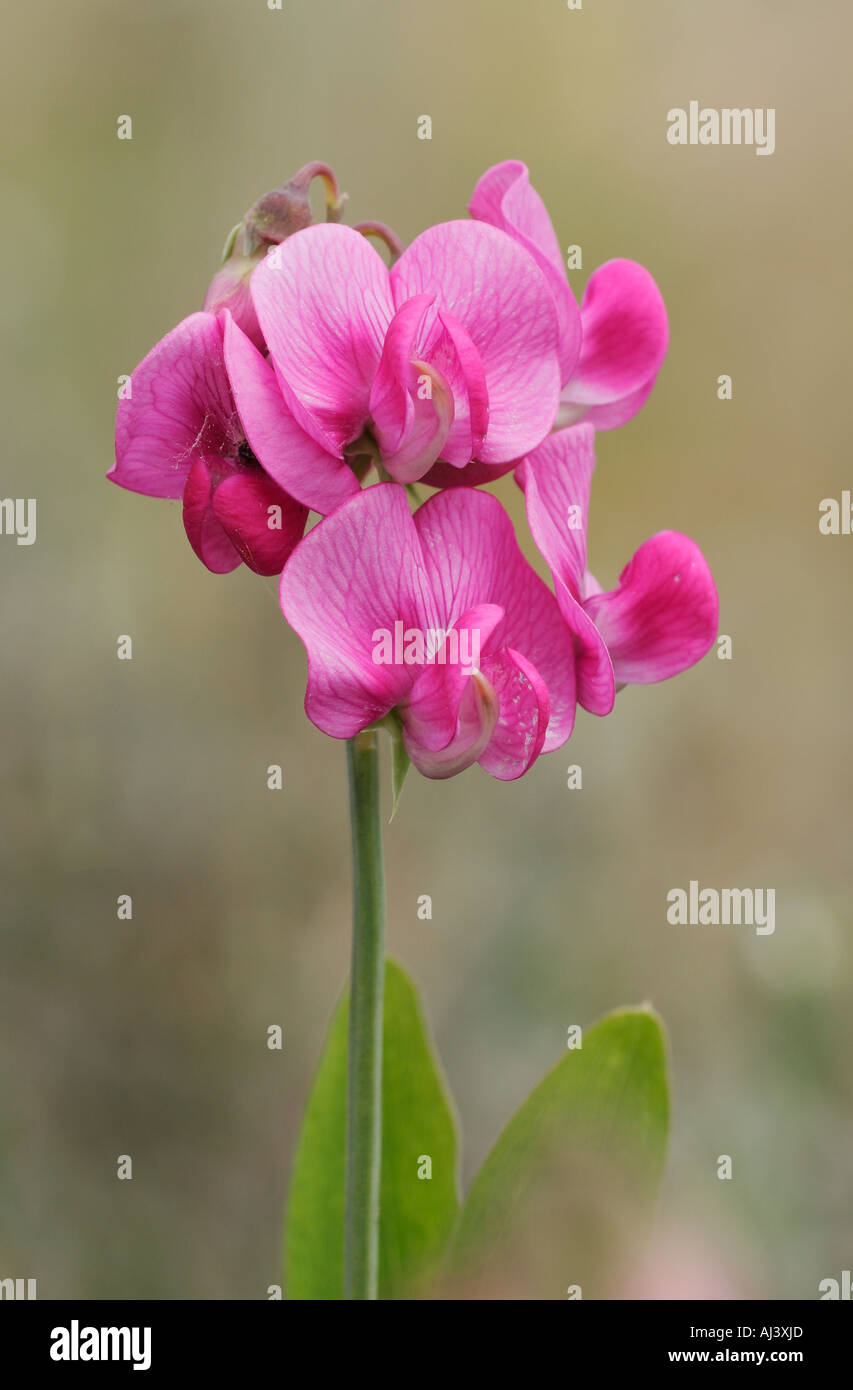 Everlasting Pea inflorescence Stock Photo - Alamy