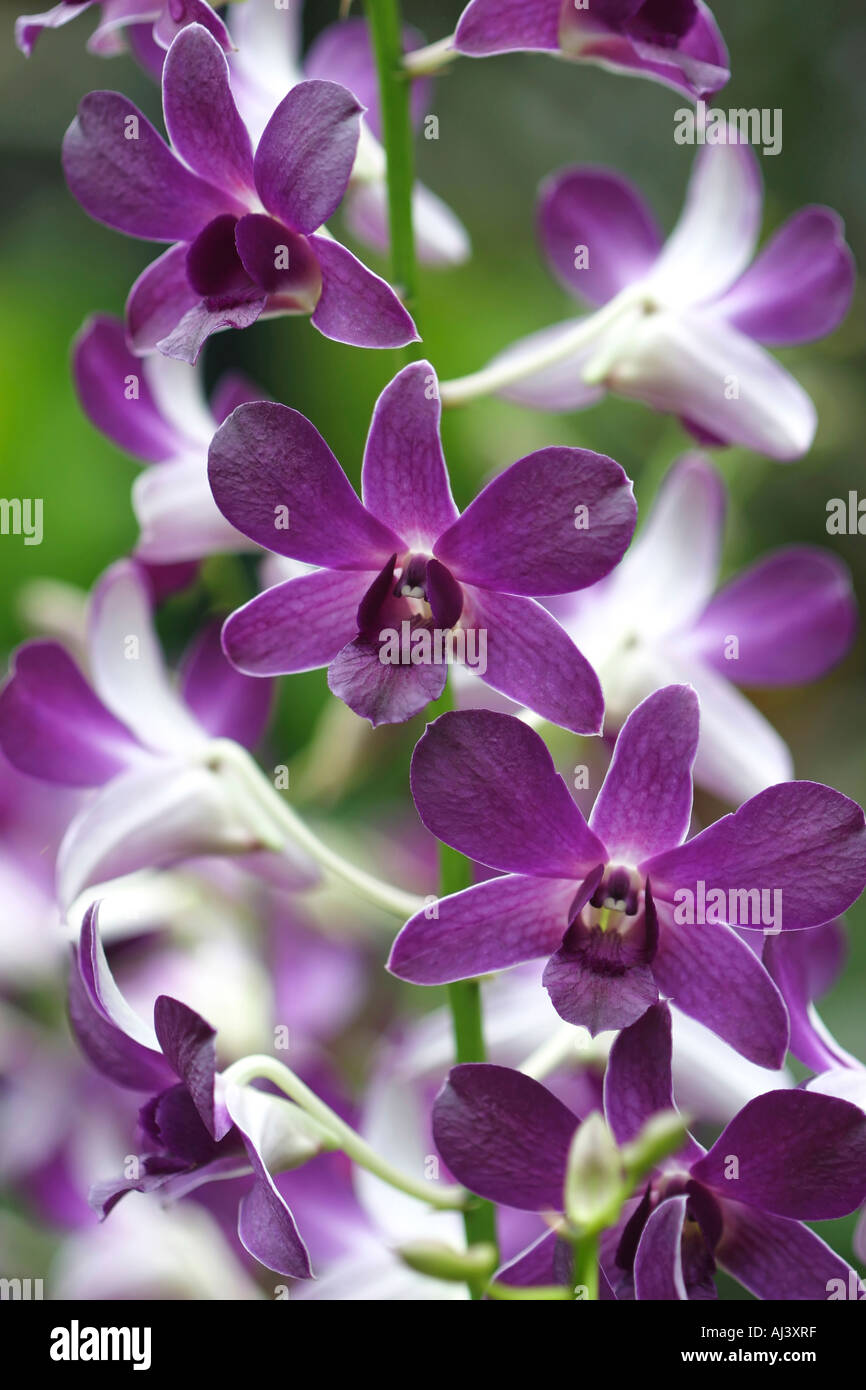 Dendrobium Bae Yong Jun, multiple flowers Stock Photo - Alamy