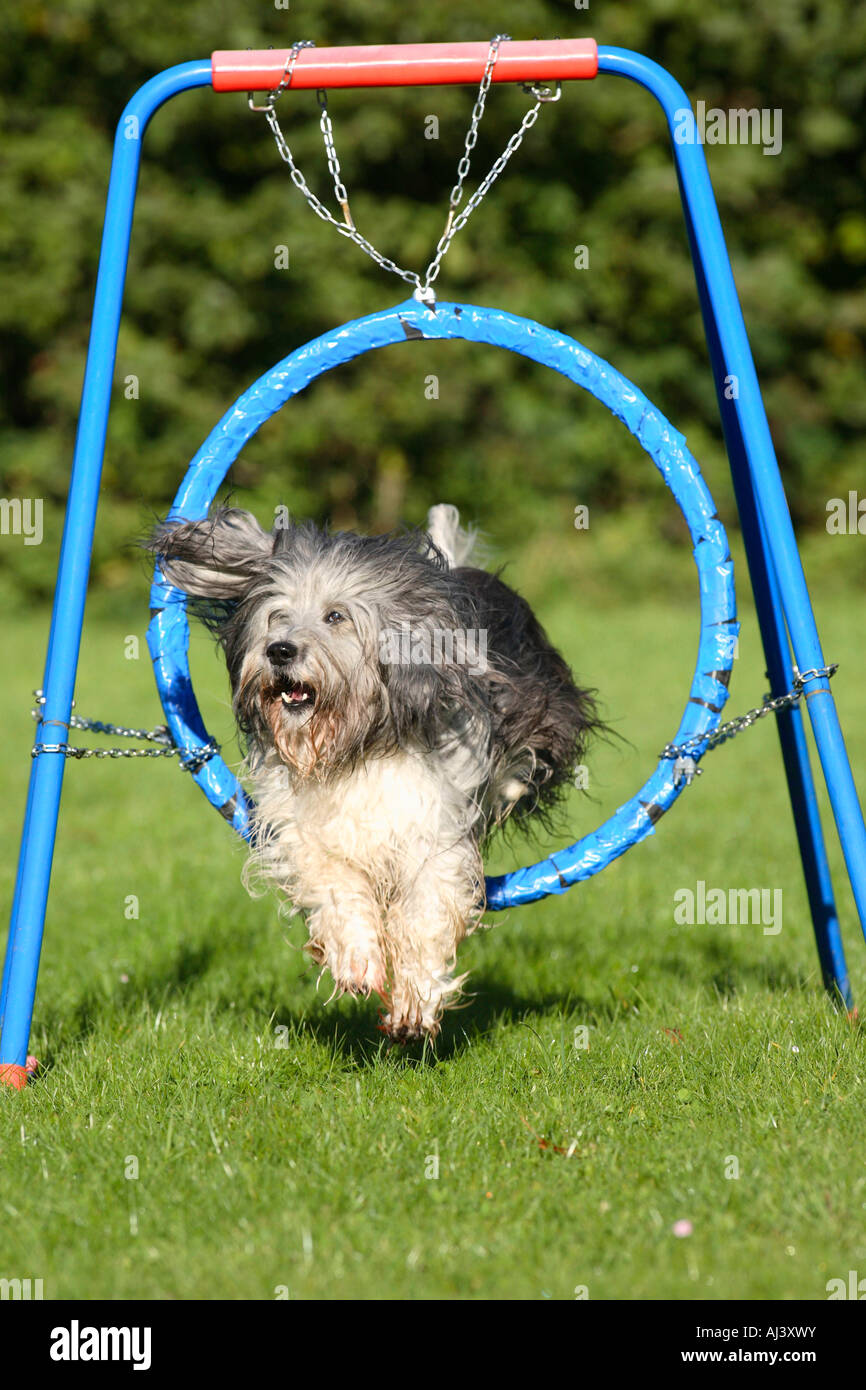 Sheepdog jumping hi-res stock photography and images - Alamy