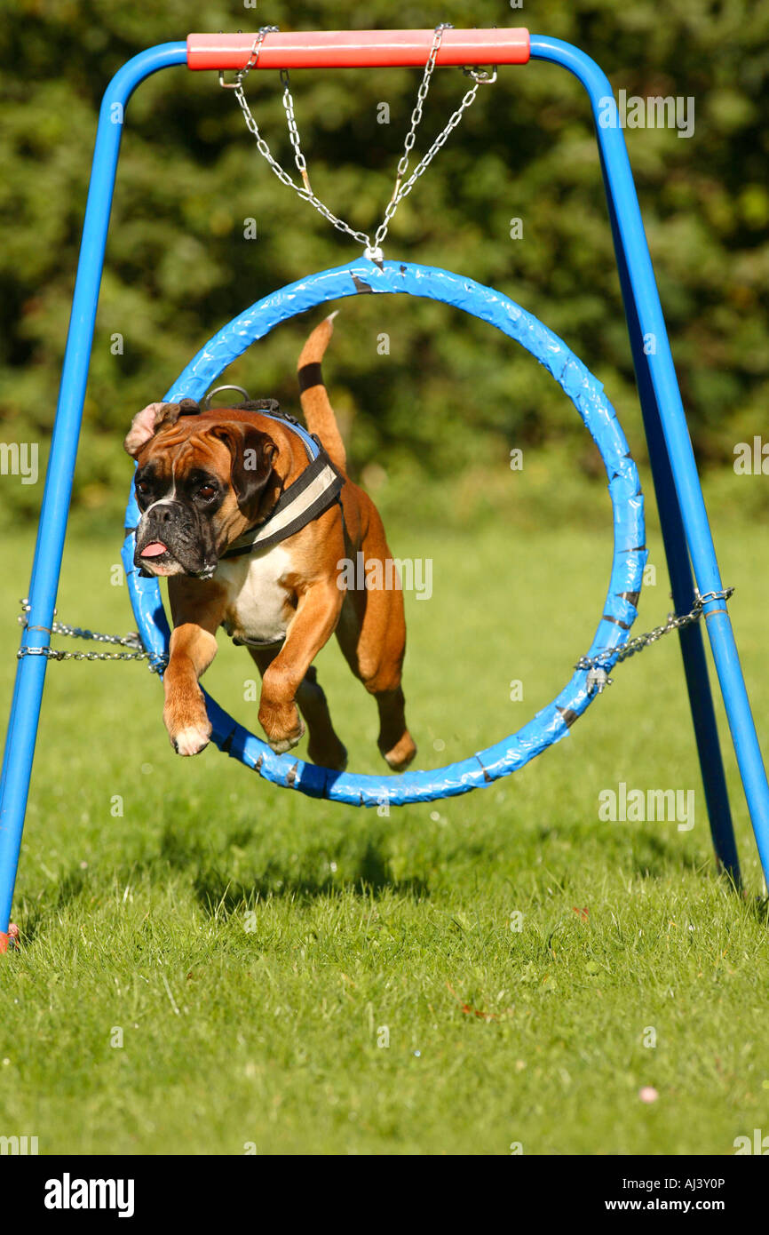 German Boxer agility jumping through tire Stock Photo - Alamy