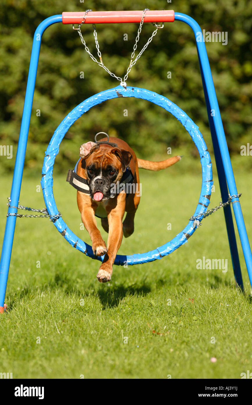 German Boxer agility jumping through tire Stock Photo - Alamy