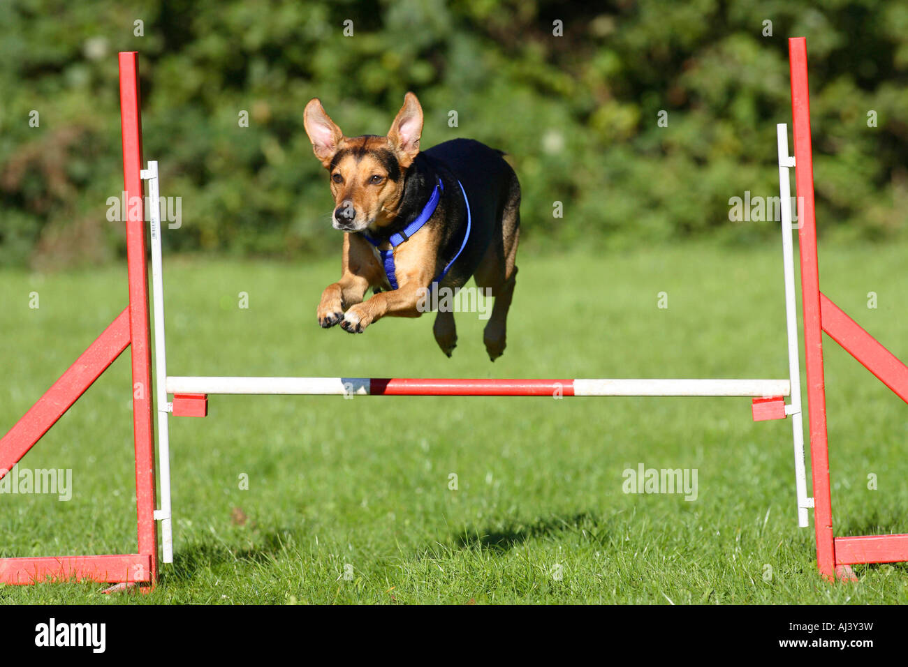 Jumping dog hi-res stock photography and images - Alamy