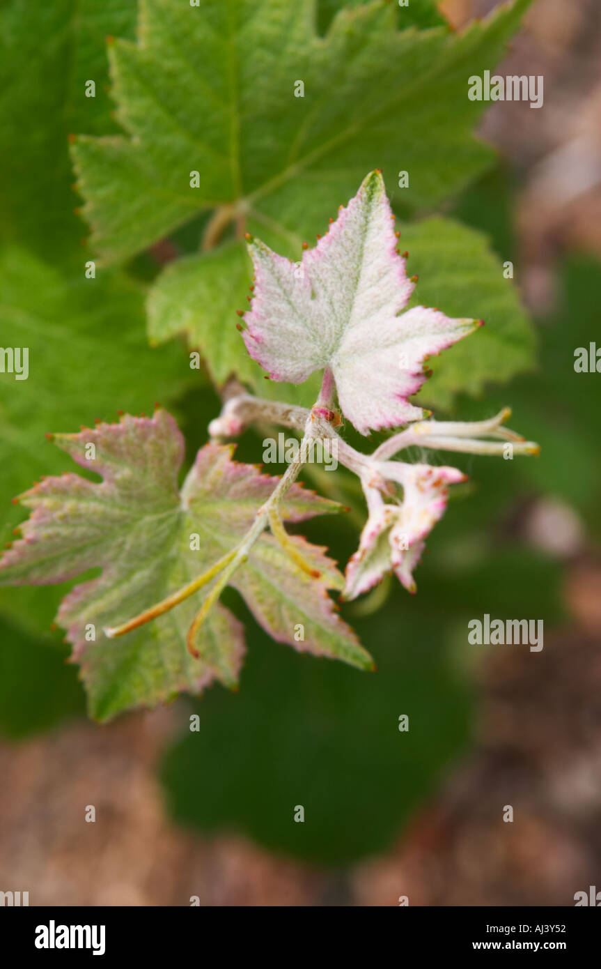 Pinot meunier white leaves hi-res stock photography and images - Alamy