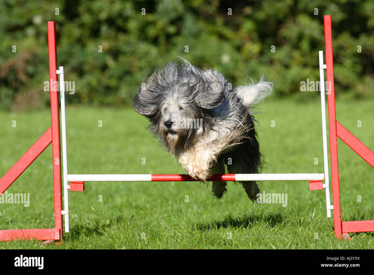 Polish Lowland Sheepdog agility jumping over hurdle PON Polski Owcarek ...