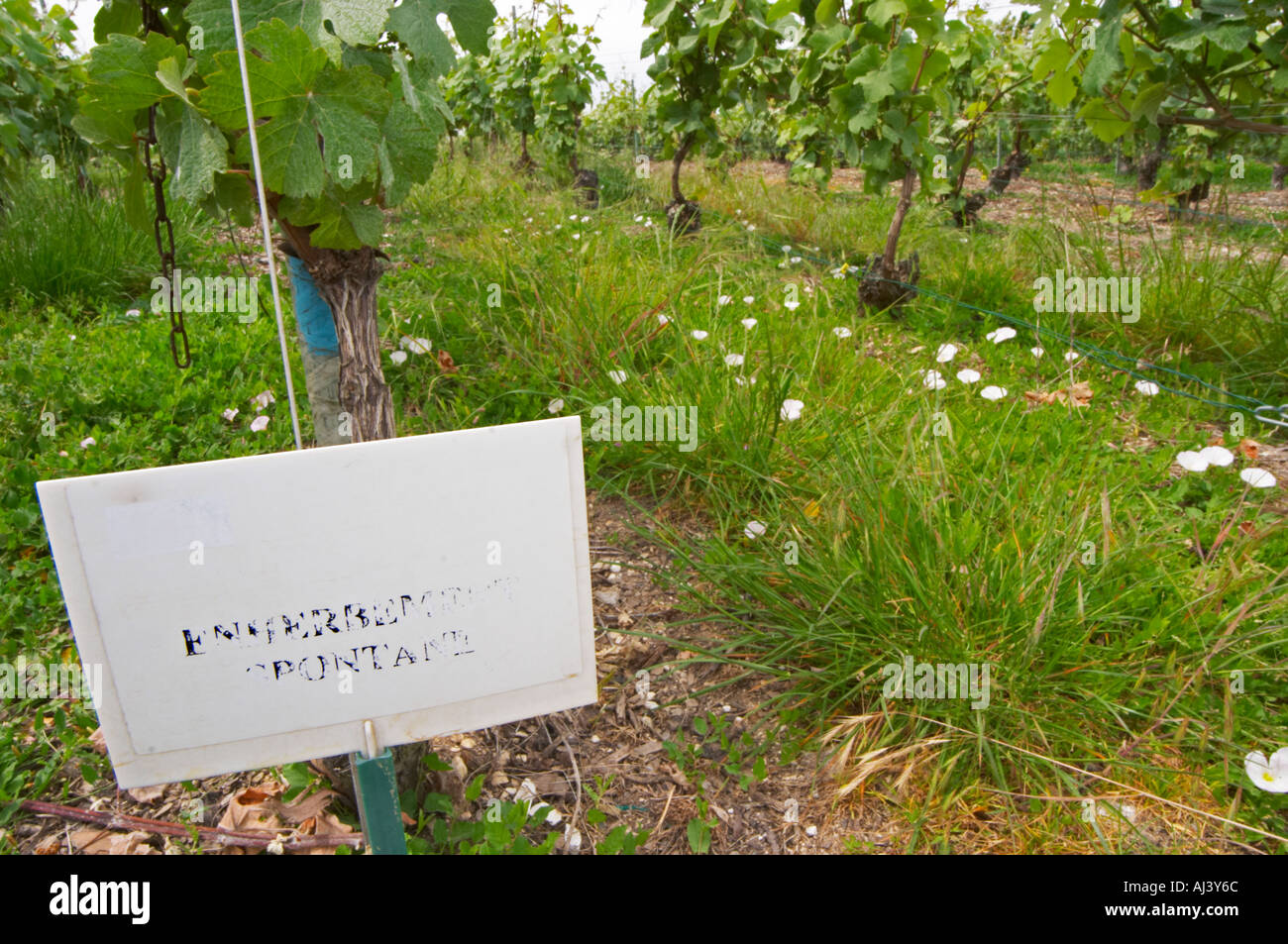 Experiment with letting the grass and weed grow spontaneously between ...