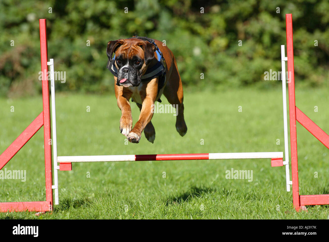 German Boxer agility jumping over hurdle Stock Photo - Alamy