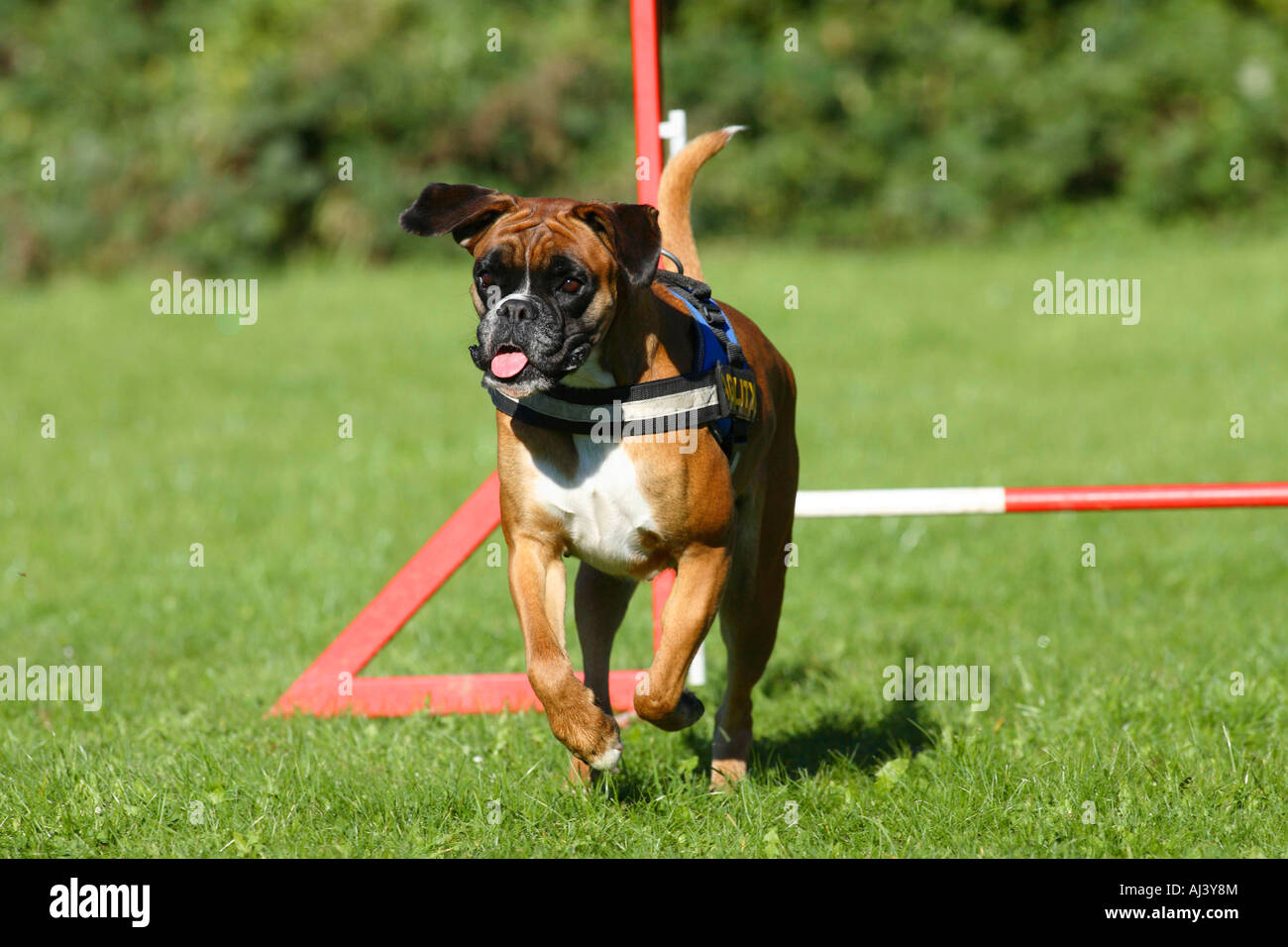 German Boxer agility Stock Photo - Alamy